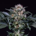 Autoflowering cannabis seeds - Premium Quality Dutchfem Seeds