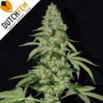Purple OG Kush Feminized Cannabis Seeds Buy online from Dutchfem