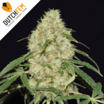 Purple OG Kush Feminized Cannabis Seeds Buy online from Dutchfem