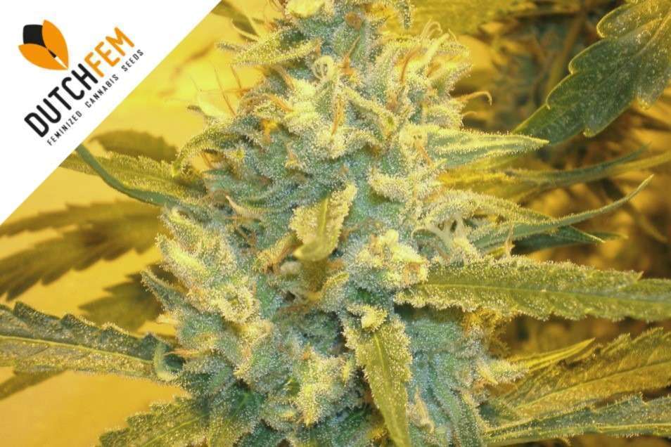 la historia del cannabis Haze - Dutchfem