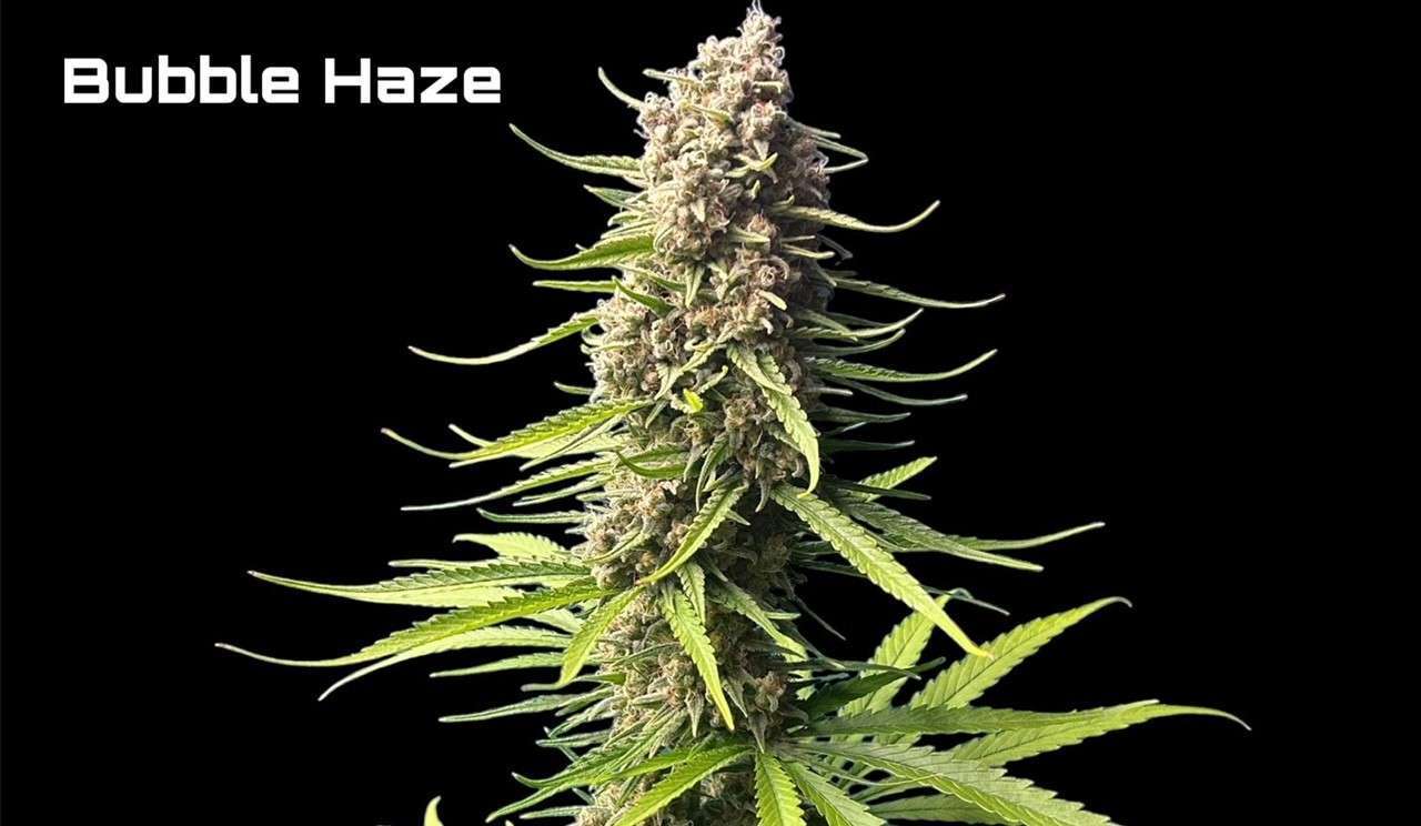The History of Haze Cannabis - Dutchfem