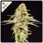 Autoflowering cannabis seeds - Premium Quality Dutchfem Seeds