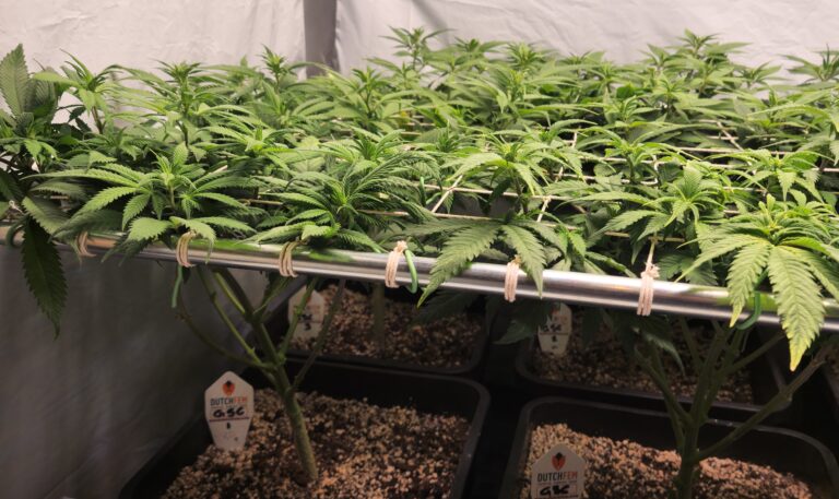 Everything about Nodes and Internodes in Cannabis plants. - Dutchfem
