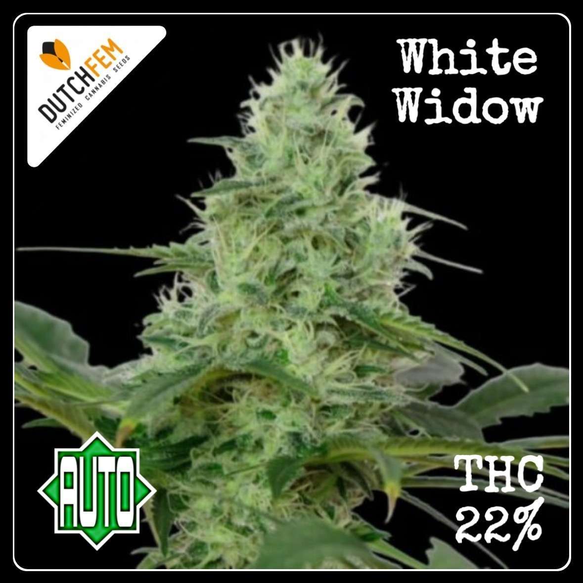 Autoflower Top 5 Strains with the most THC - Dutchfem